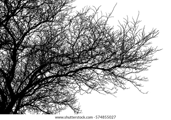 Realistic Tree Silhouette Vector Illustrationeps10 Stock Vector ...