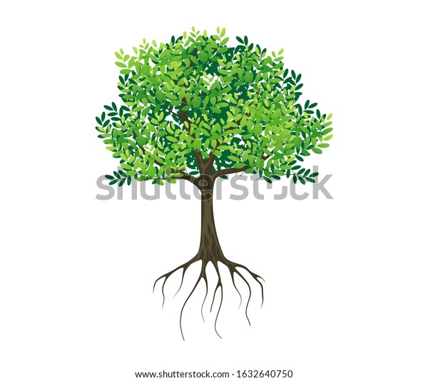 Realistic Tree Vector Illustration Roots Mangrove Stock Vector (Royalty ...