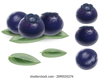 Realistic Vector Blueberry Isolated On White Stock Vector (Royalty Free ...