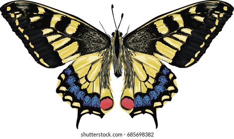 Realistic Vector Butterfly High Detailed Vector Stock Vector (Royalty ...