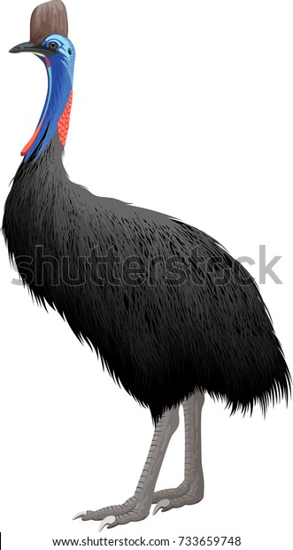Realistic Vector Cassowary Stock Vector (Royalty Free) 733659748