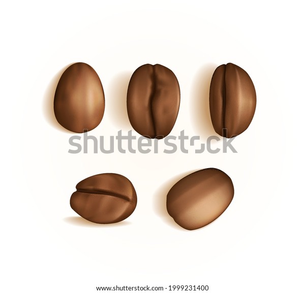 Realistic Vector Coffee Bean Various Angle Stock Vector (Royalty Free ...