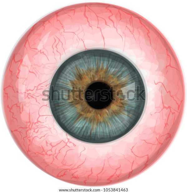 Realistic Vector Eyeball Vector Illustration Human Stock Vector ...