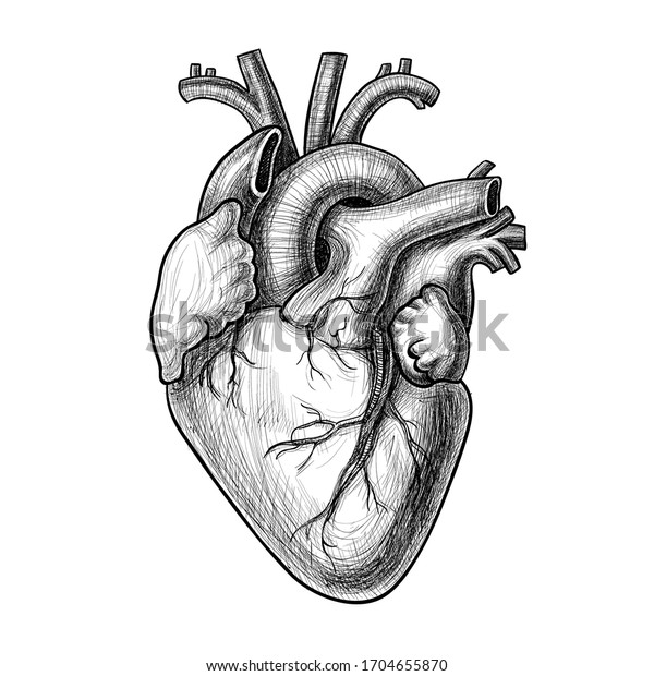 Corazón vectorial realista, ilustración dibujada a mano