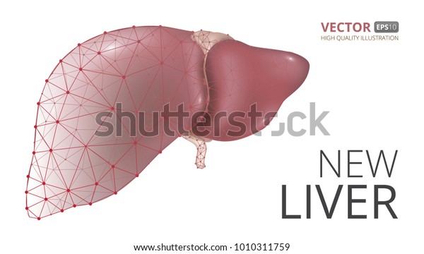 Realistic Vector Illustration New Human Liver Stock Vector (Royalty ...