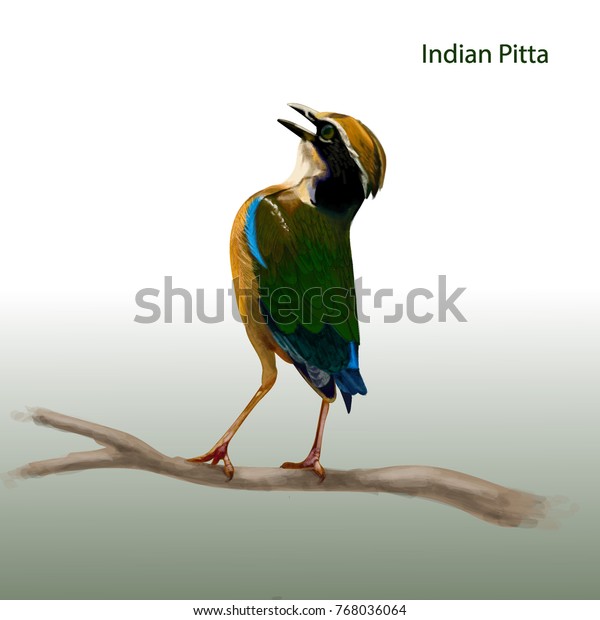 Realistic Vector Indian Pitta Bird Standing Stock Vector (Royalty Free ...