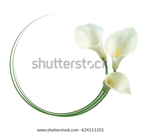 Realistic White Calla Lily Frame Admire Stock Vector (Royalty Free ...