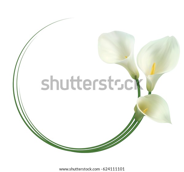 Realistic White Calla Lily Frame Admire Stock Vector (Royalty Free ...
