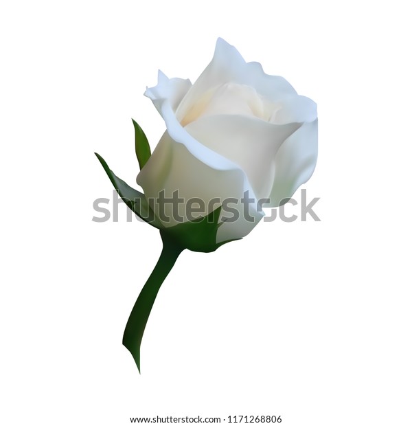 Realistic White Rose Close Decoration Element Stock Vector (Royalty ...