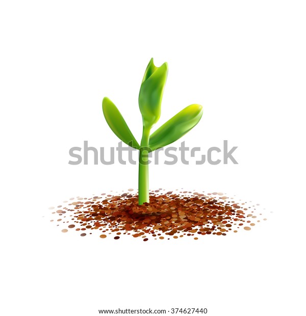 Realistic Young Sprout Illustration Spring Seedling Stock Vector ...