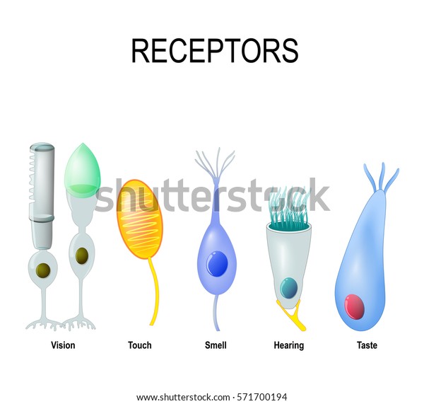 2,588 Sensory Receptor Cells Images, Stock Photos & Vectors | Shutterstock