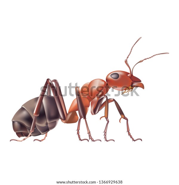 Red Ant Isolated White Background Stock Vector (Royalty Free ...