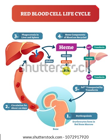 Life Cycle Of A Blood Cell