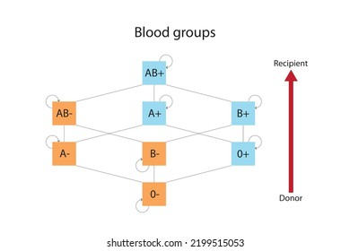 Red Blood Sell Compatibility Chart Recipient Stock Vector (Royalty Free ...