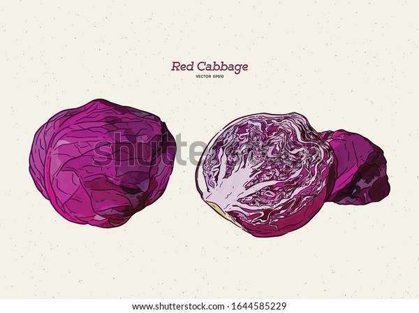 Red Cabbage Hand Draw Sketch Vector Stock Vector (Royalty Free ...