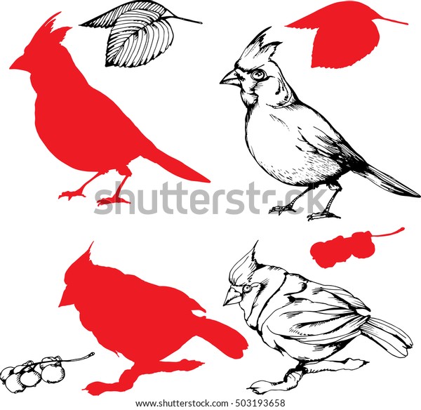 Red Cardinal Bird Cute Red Cardinal Stock Vector (Royalty Free ...