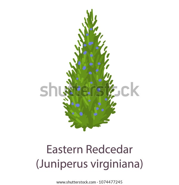 Red Cedar Icon Flat Illustration Red Stock Vector (Royalty Free ...
