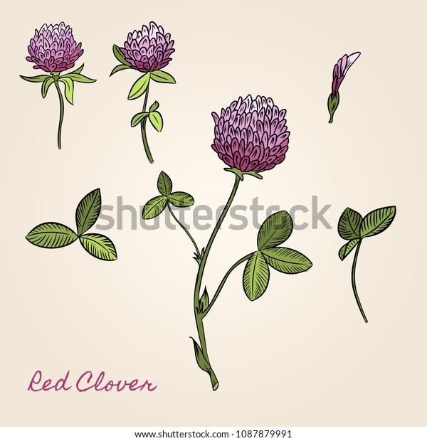 Red Clover Botanical Image Victorian Flower Stock Vector (Royalty Free ...