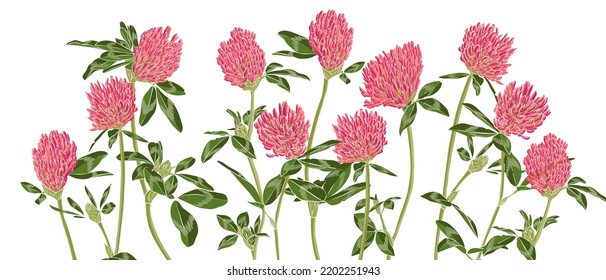 8,834 Red Clover Stock Vectors, Images & Vector Art | Shutterstock