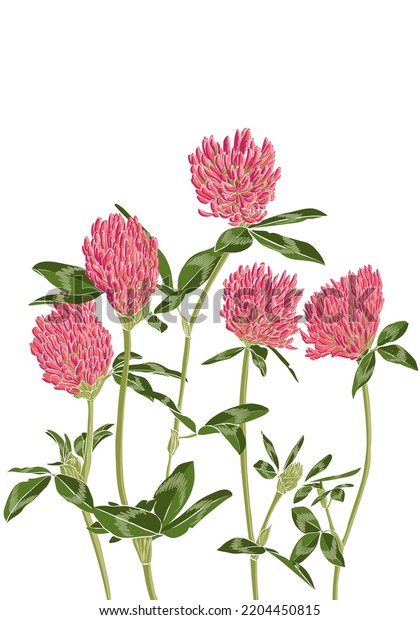 Red Clover Field Flowers Vector Drawing Stock Vector (Royalty Free ...