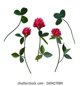 8,834 Red Clover Stock Vectors, Images & Vector Art | Shutterstock