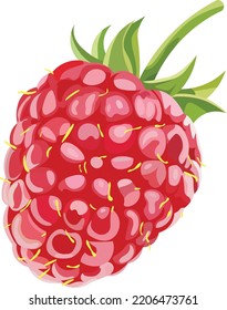 Red Frambozen Arbei Raspberry Fruit Illustration Stock Vector (Royalty ...