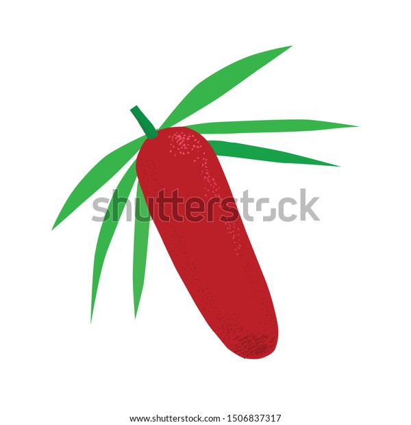 Red Fruit Papua Indonesia Vector Illustration 스톡 벡터(로열티 프리) 1506837317 ...