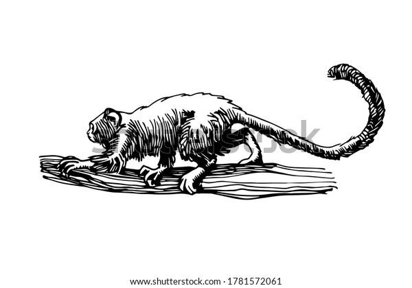 Red Handed Tamarin Monkey Walking On Stock Vector (Royalty Free ...