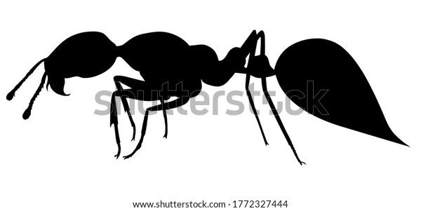 Red imported fire ant. Black silhouette realistic hand drawing image.