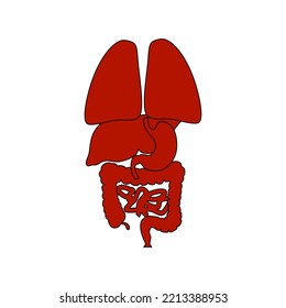 Red Silhouette Human Internal Organs Vector Stock Vector (Royalty Free ...