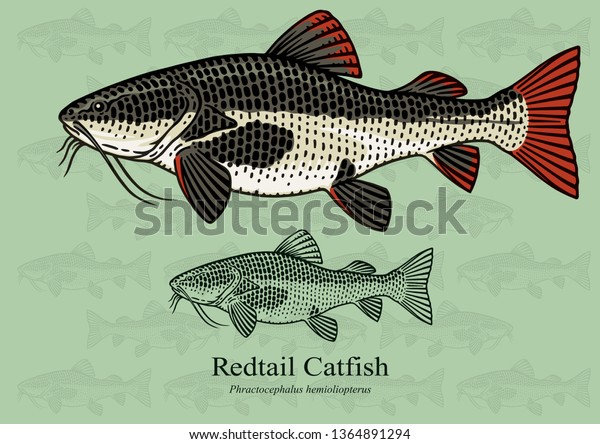 Redtail Catfish Vector Illustration Refined Details Stock Vector ...