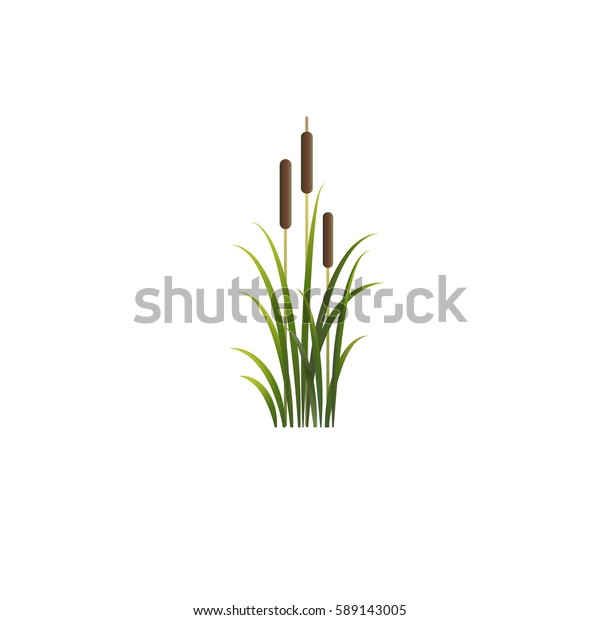 Reed Illustration Vector Isolated Reeds Stock Vector (Royalty Free ...