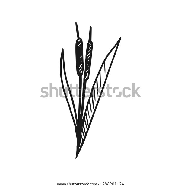 Reed Vector Doodle Sketch Isolated On Stock Vector (Royalty Free ...
