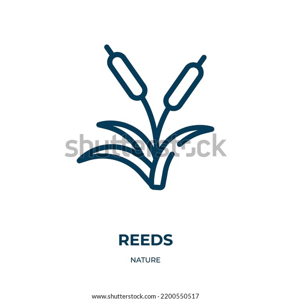 Reeds Icon Linear Vector Illustration Nature Stock Vector (Royalty Free ...