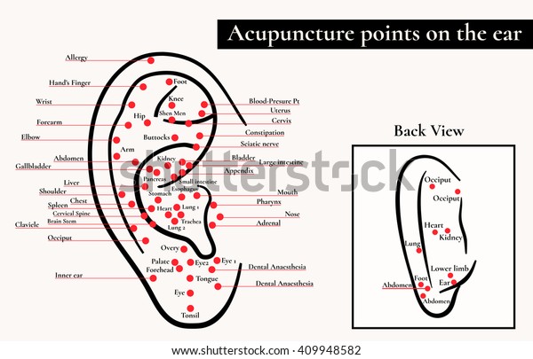 Reflex Zones On Ear Acupuncture Points Stock Vector (Royalty Free ...
