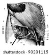 Inguinal Hernia Photos and Images & Pictures | Shutterstock