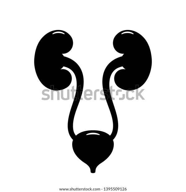 Renal System Vector Icon Isolated On Stock Vector (Royalty Free ...