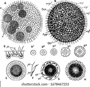 172 Zooid Images, Stock Photos & Vectors | Shutterstock