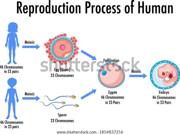 Reproduction Process Human Infographic Illustration: Vector có sẵn ...