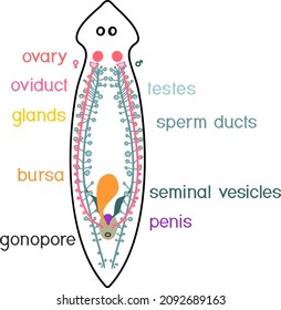 Reproductive System Planaria Flatworm Isolated On Stock Vector (Royalty ...