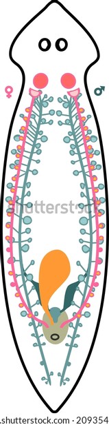 Reproductive System Planaria Flatworm Isolated On Stock Vector (Royalty ...