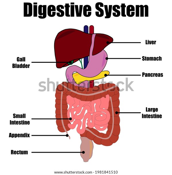 Sistema respiratorio 3D en color animado: vector de stock (libre de ...