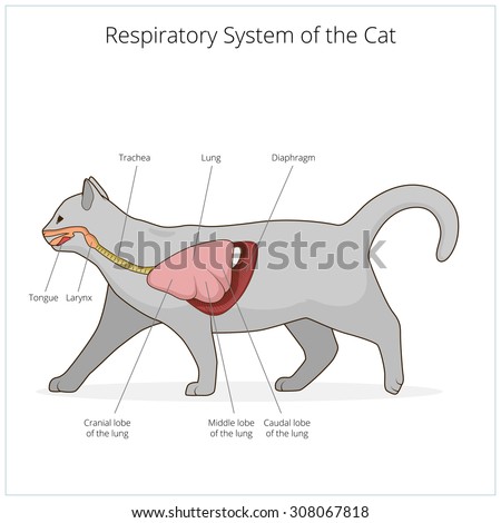 Cat Anatomy For Drawing | Free download on ClipArtMag