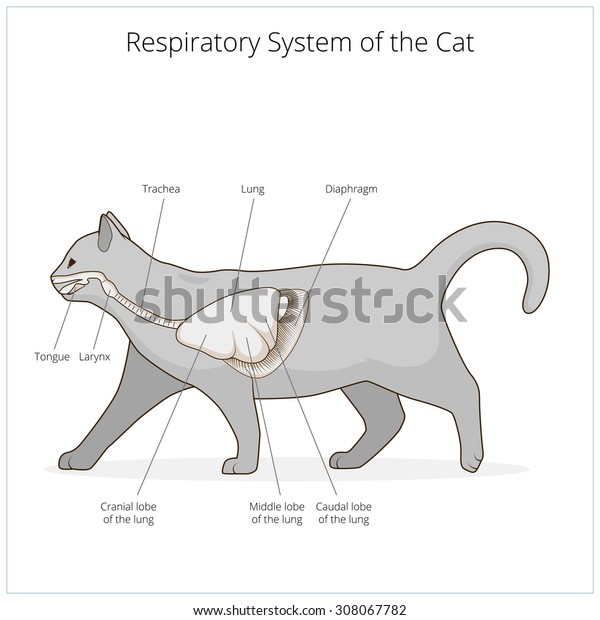 Respiratory System Cat Vector Illustration: เวกเตอร์สต็อก (ปลอดค่า ...