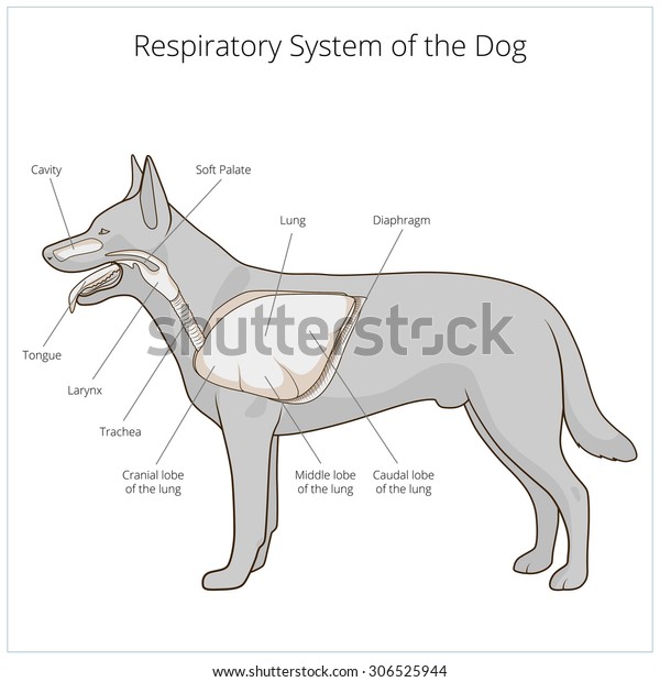 Respiratory System Dog Vector Illustration Stock Vector (Royalty Free ...