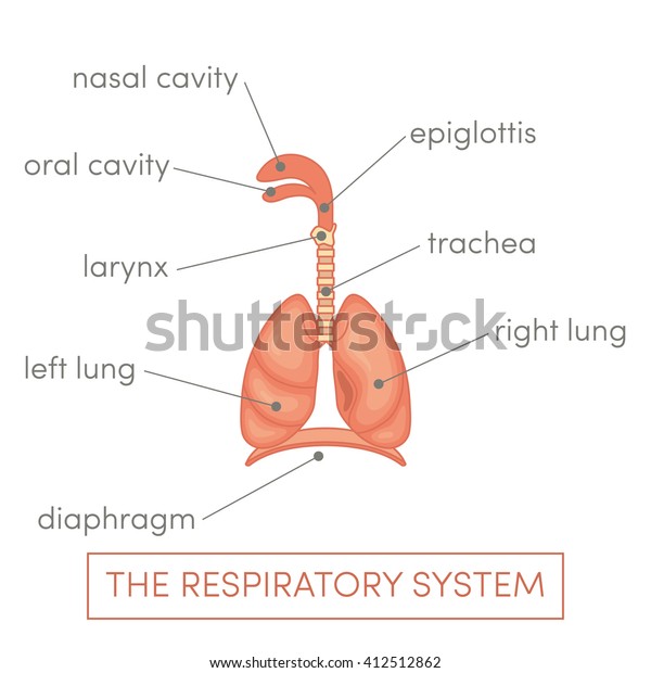 Respiratory System Human Cartoon Vector Illustration: เวกเตอร์สต็อก ...