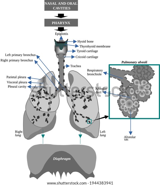 Respiratory System Network Organs Tissues Breathing: เวกเตอร์สต็อก ...