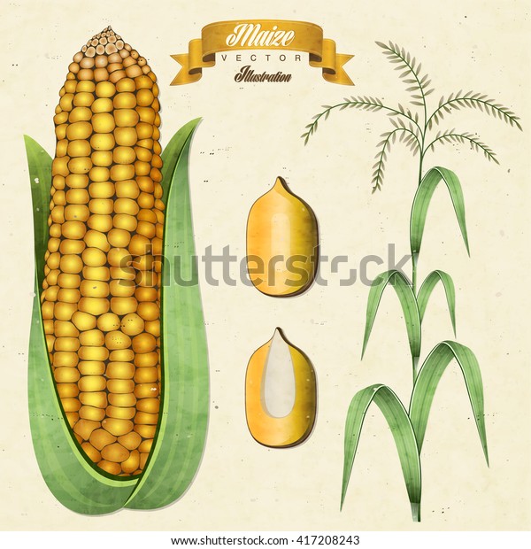 Retro Vintage Maize Illustration Vector Corn: Stockvektorkép ...