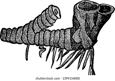 19 Creeping Rootstalk Images, Stock Photos & Vectors | Shutterstock
