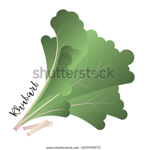 Rhubarb Logo Vector Illustration Stock Vector (Royalty Free) 1045990972 ...